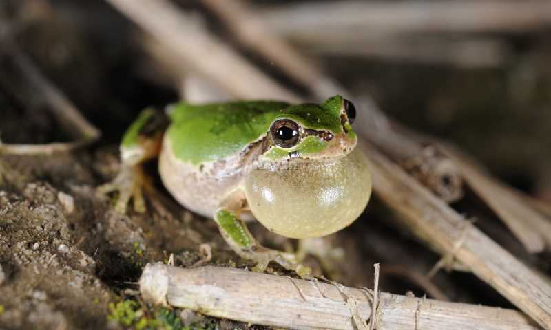 청개구리 사육방법 Green Frog Tree Frog 네이버 블로그