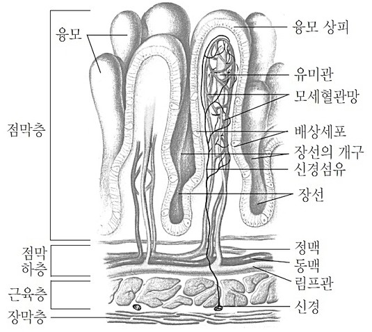 소장작은창자 네이버 블로그