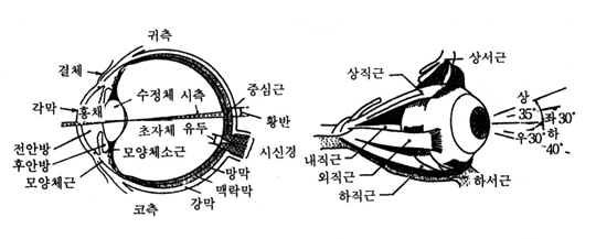 눈의 구조와 진화과정에서 생겨난 눈인간의 불합리적 구조형성과 그 구조형성의 이유 네이버 블로그