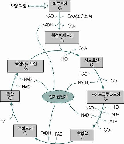 시트르산 회로 크레브스 회로 Tca 회로 네이버 블로그